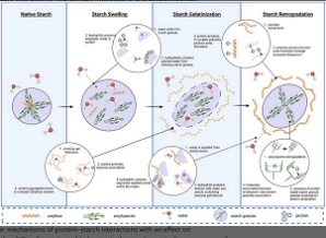 Interactions protéine-amidon : effet sur la rétrogradation de l'amidon ...