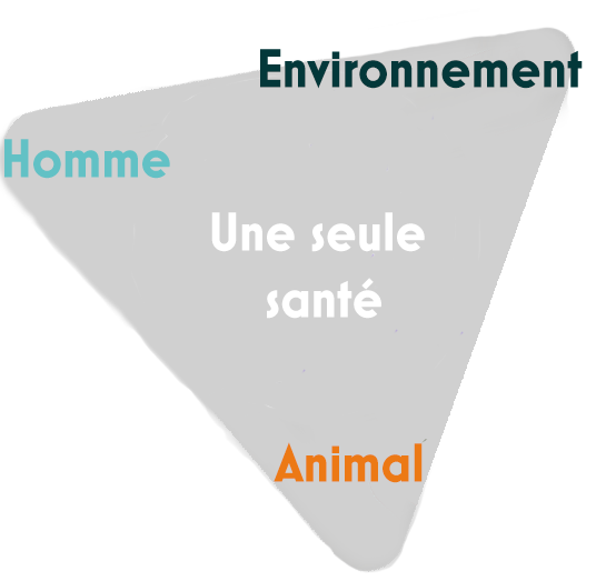 Le concept "One Health" (une seule santé) Actalia